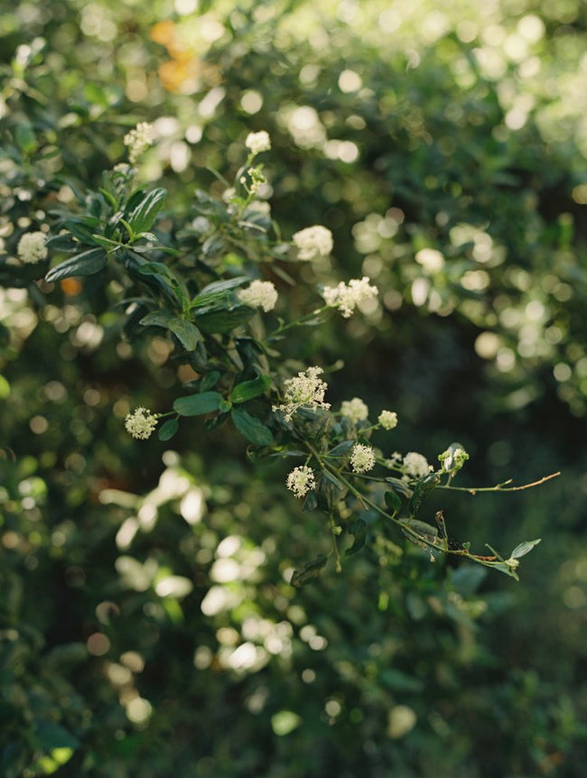 Plant Bios – ORCA